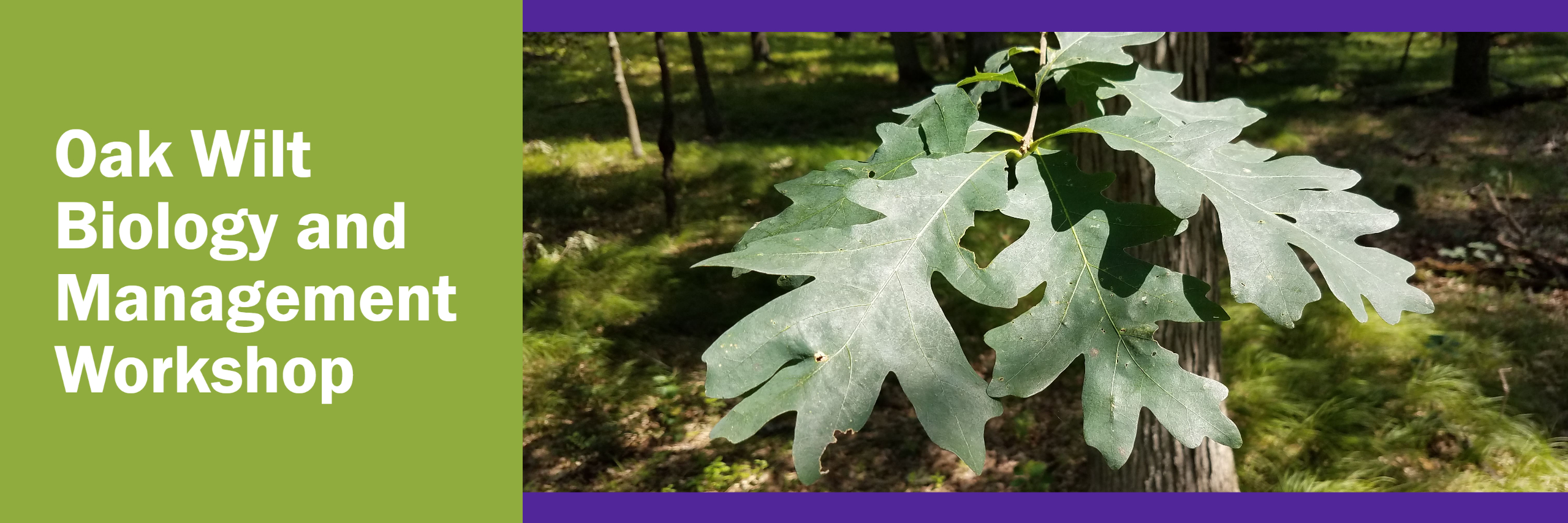Oak Wilt Biology and Management Field Workshop - Wisconsin Forestry ...