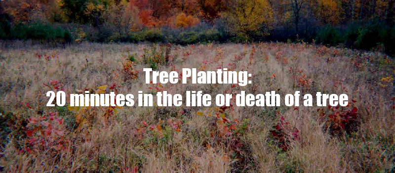 Tree Planting - Wisconsin Forestry Center | UWSP