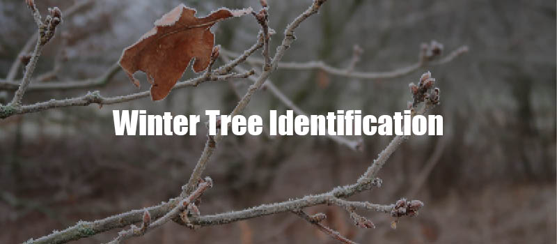 Winter Tree ID Workshop - Wisconsin Forestry Center | UWSP