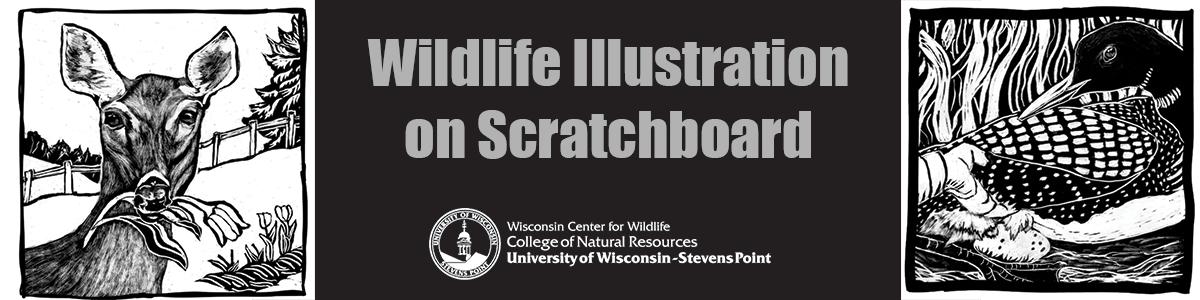 wildlife-scratchboard - Wisconsin Center for Wildlife | UWSP