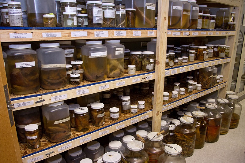 Collections: Ichthyology - Thumbnails