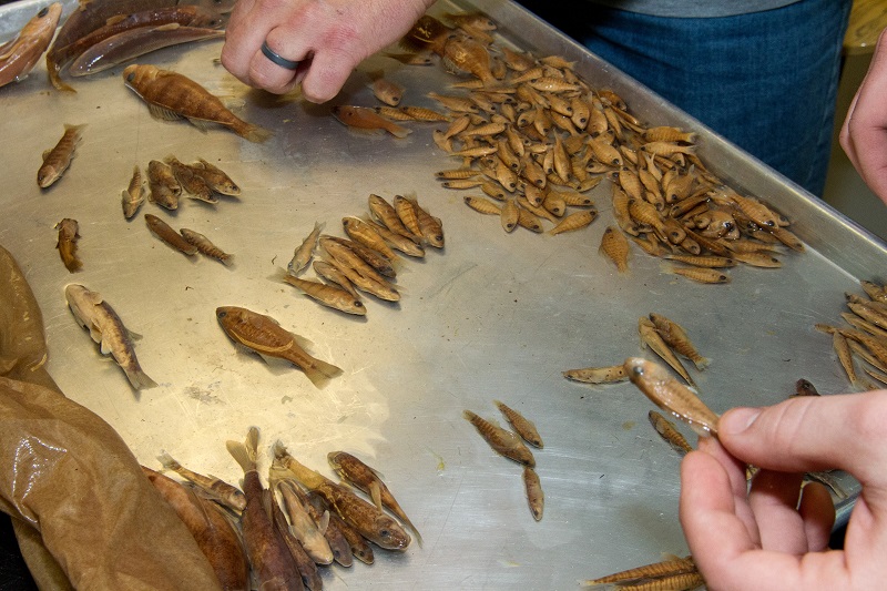 Collections: Ichthyology - Thumbnails