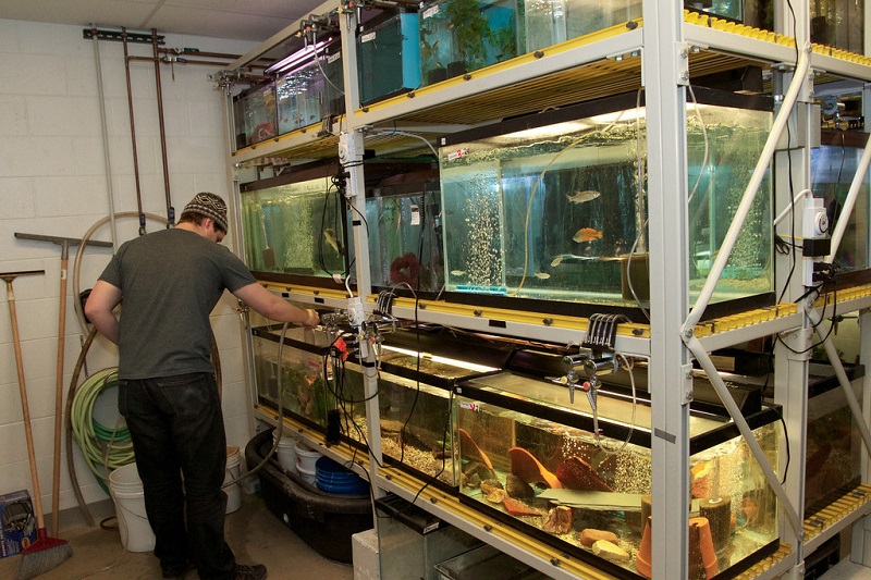 Collections: Ichthyology - Thumbnails