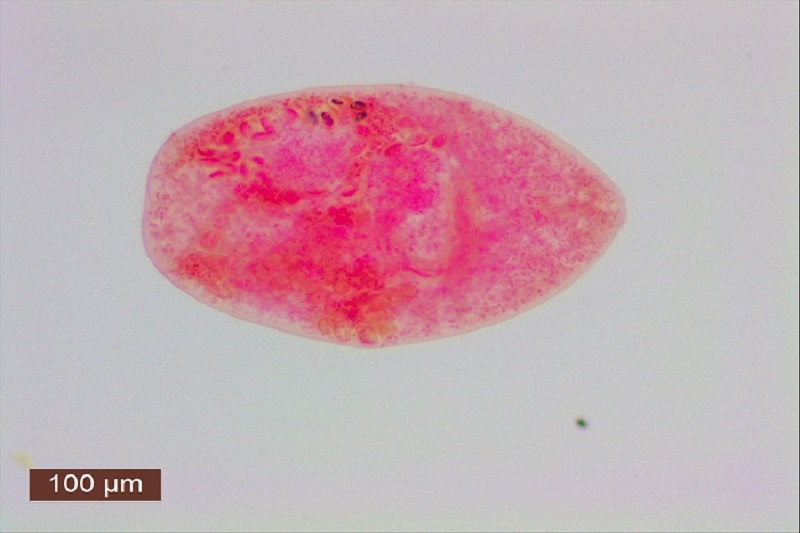 Collections: Parasitology - Thumbnails
