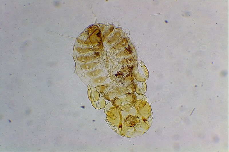 Collections: Parasitology - Thumbnails