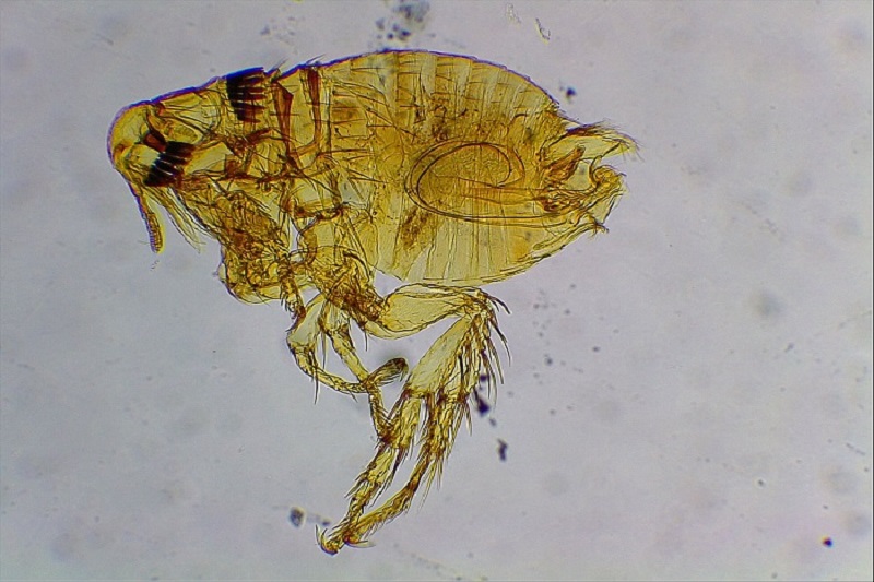Collections: Parasitology - Thumbnails