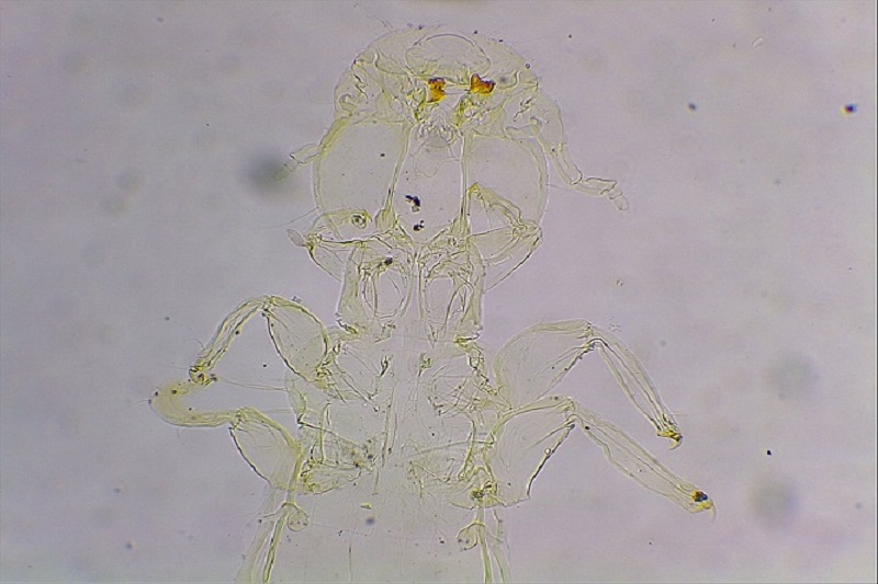 Collections: Parasitology - Thumbnails