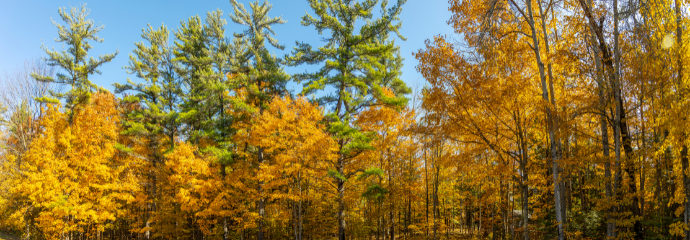 History-Wisconsin-Forest - Continuing Education and Outreach | UWSP