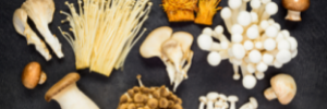 Introduction to Mushroom Identification - Continuing Education and ...
