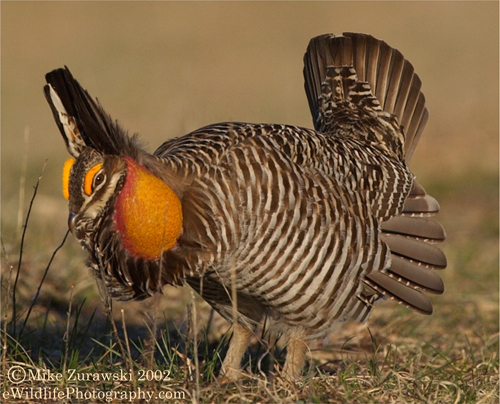 Booming - Wisconsin's Prairie Chickens | UWSP