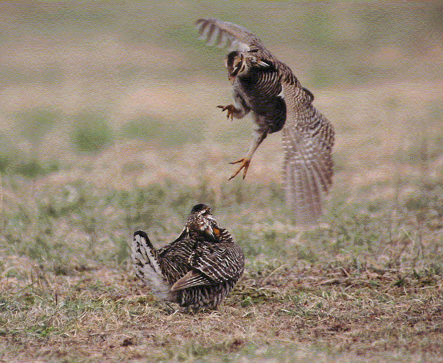 Photo & Video Gallery - Wisconsin's Prairie Chickens | UWSP